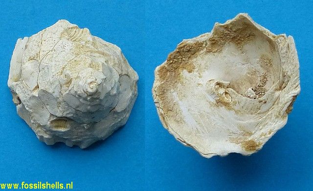 International Fossil Shell Museum - Foundation for the study of shells ...
