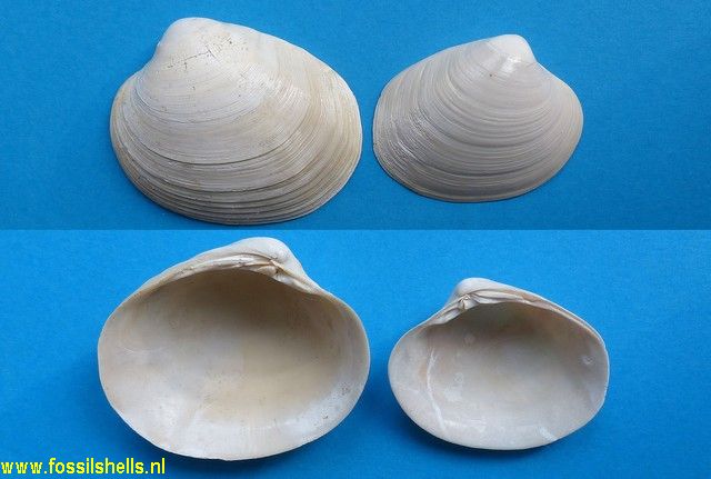 International Fossil Shell Museum - Foundation for the study of shells ...