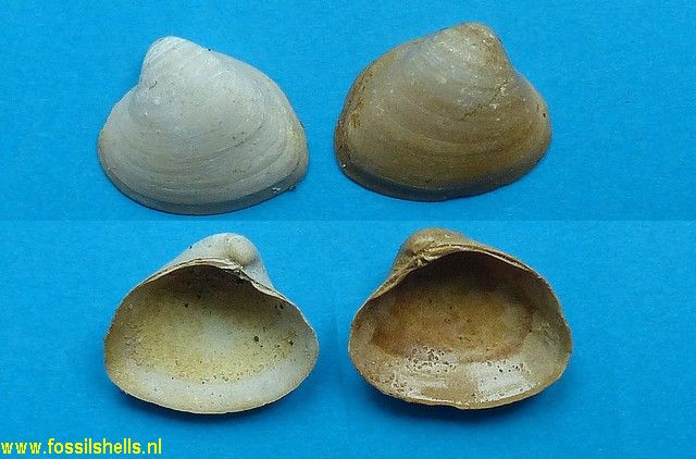 International Fossil Shell Museum - Foundation for the study of shells ...