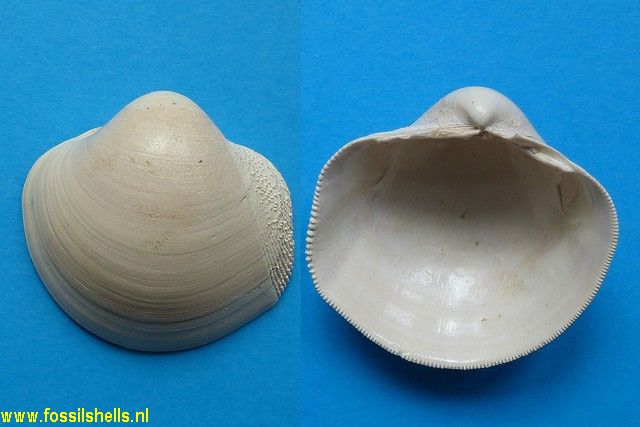 International Fossil Shell Museum - Foundation for the study of shells ...