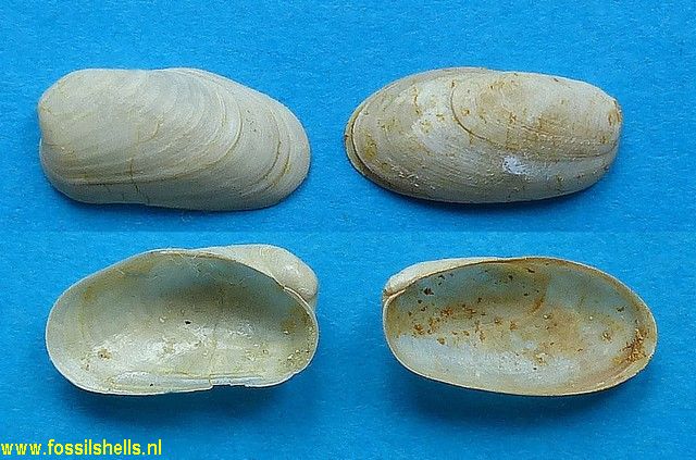 International Fossil Shell Museum - Foundation for the study of shells ...