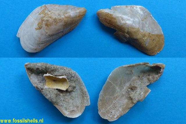 International Fossil Shell Museum - Foundation for the study of shells ...