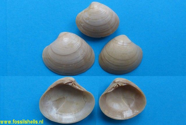 International Fossil Shell Museum - Foundation for the study of shells ...