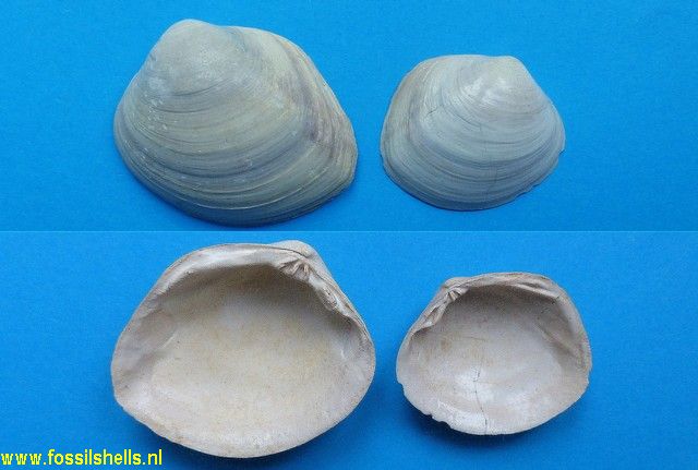 International Fossil Shell Museum - Foundation for the study of shells ...