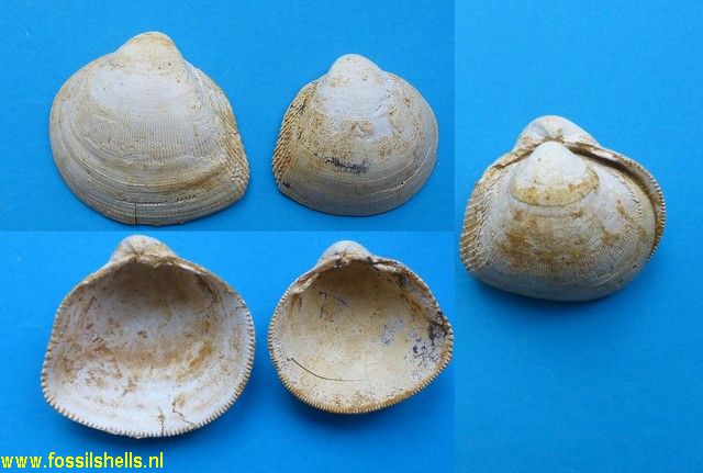 International Fossil Shell Museum - Foundation for the study of shells ...