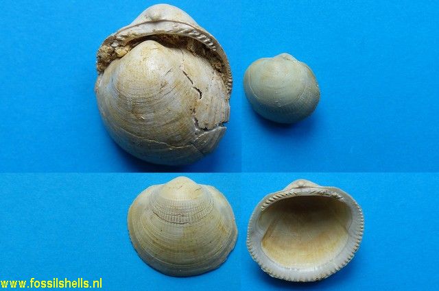 International Fossil Shell Museum - Foundation for the study of shells ...