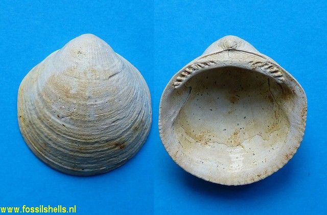 International Fossil Shell Museum - Foundation for the study of shells ...