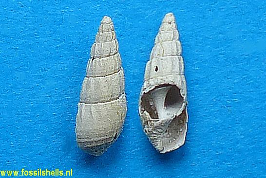 International Fossil Shell Museum - Foundation for the study of shells ...
