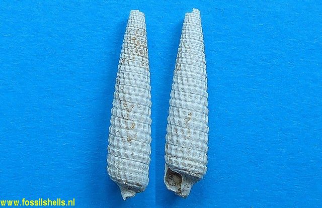 International Fossil Shell Museum - Foundation for the study of shells ...