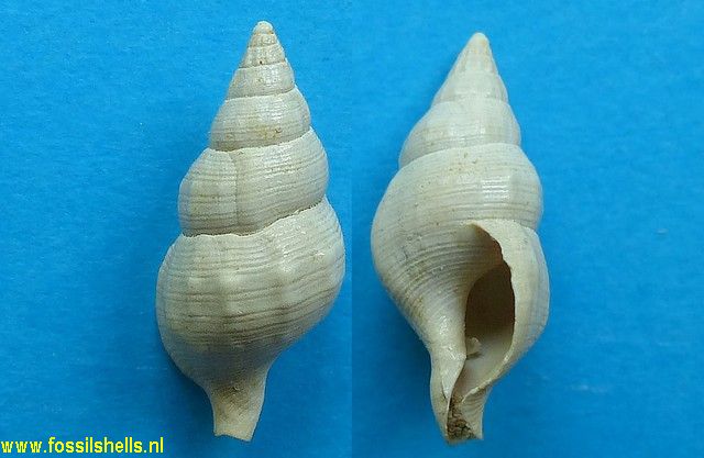 International Fossil Shell Museum - Foundation for the study of shells ...
