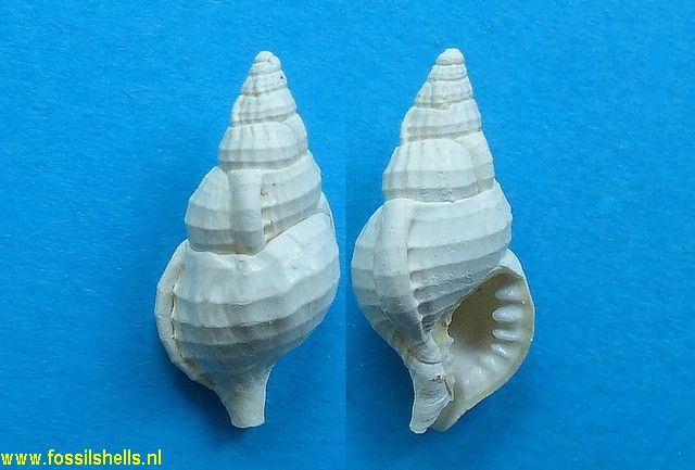 International Fossil Shell Museum - Foundation for the study of shells ...