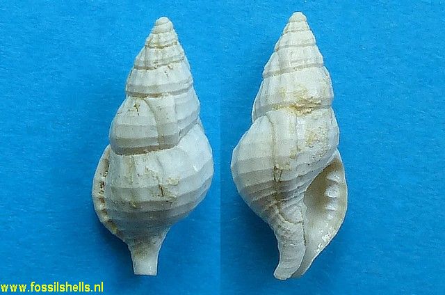 International Fossil Shell Museum - Foundation for the study of shells ...