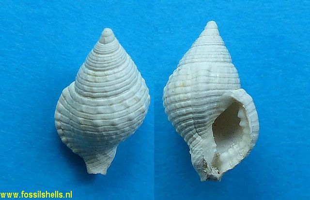 International Fossil Shell Museum - Foundation for the study of shells ...