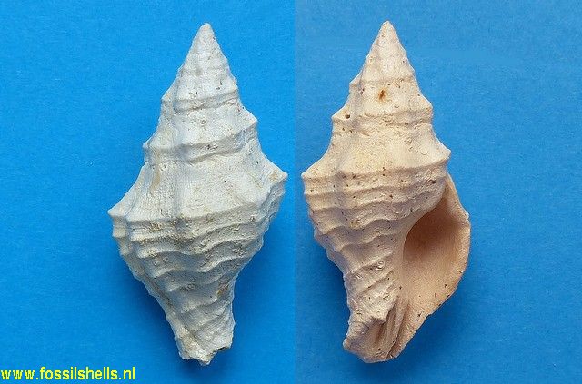 International Fossil Shell Museum - Foundation for the study of shells ...