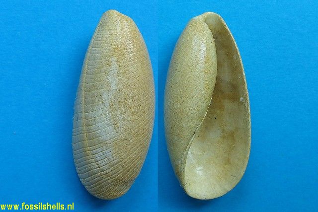 International Fossil Shell Museum - Foundation for the study of shells ...