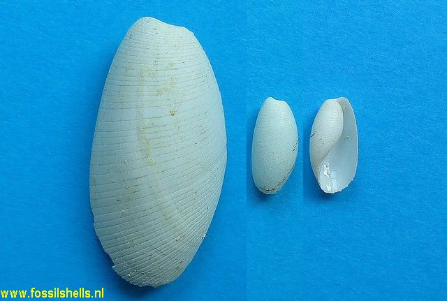 International Fossil Shell Museum - Foundation for the study of shells ...