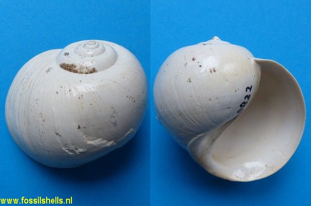 International Fossil Shell Museum - Foundation for the study of shells ...