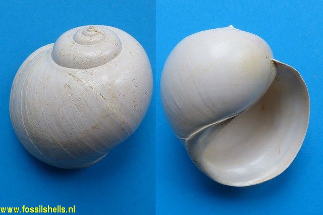 International Fossil Shell Museum - Foundation for the study of shells ...