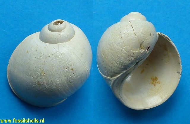 International Fossil Shell Museum - Foundation for the study of shells ...