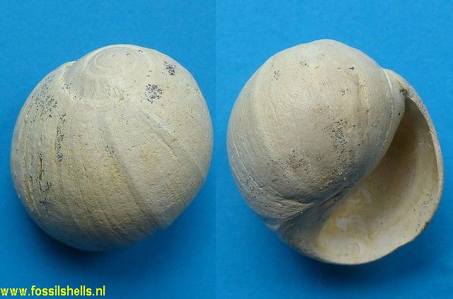 International Fossil Shell Museum - Foundation for the study of shells ...