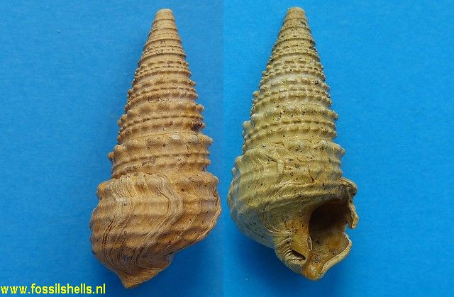 International Fossil Shell Museum - Foundation for the study of shells ...