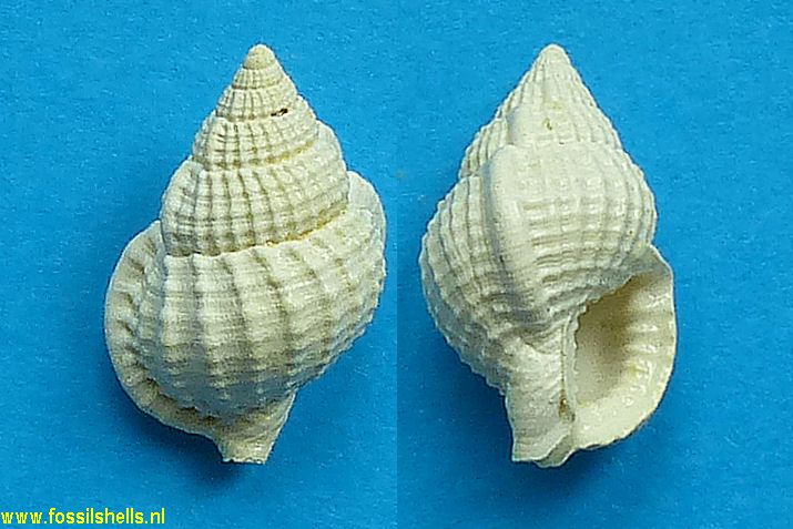 International Fossil Shell Museum - Foundation for the study of shells ...