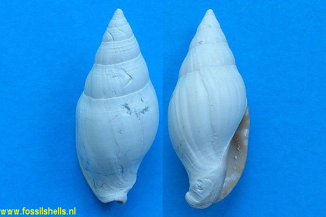 International Fossil Shell Museum - Foundation for the study of shells ...