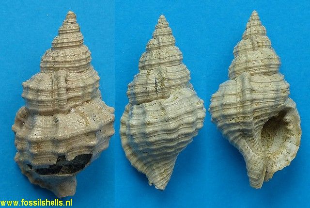 International Fossil Shell Museum - Foundation for the study of shells ...
