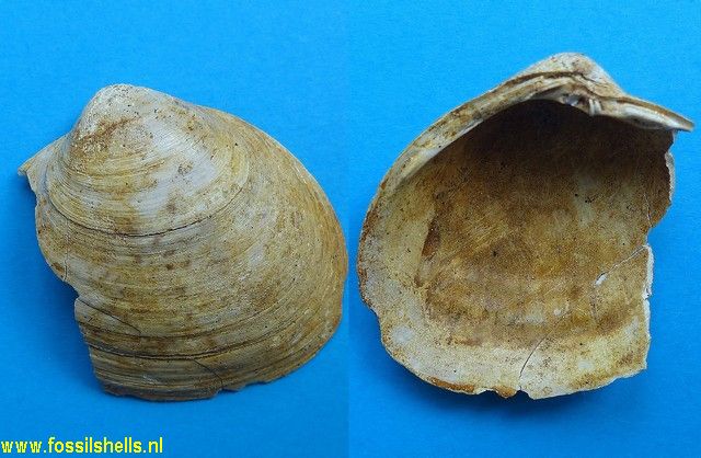 International Fossil Shell Museum - Foundation for the study of shells ...