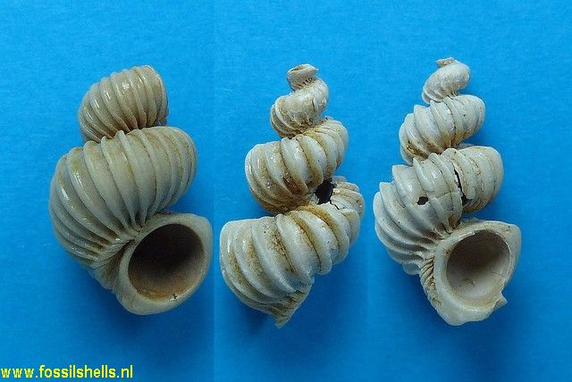 International Fossil Shell Museum - Foundation for the study of shells ...