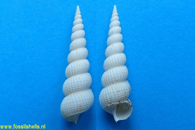 International Fossil Shell Museum - Foundation for the study of shells ...