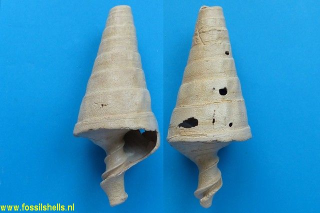 International Fossil Shell Museum - Foundation for the study of shells ...