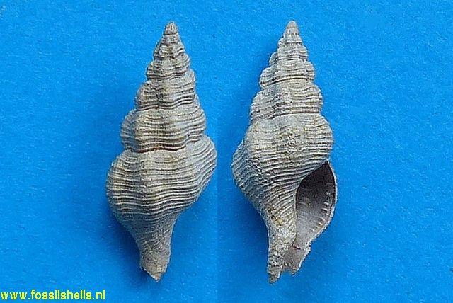 International Fossil Shell Museum - Foundation for the study of shells ...