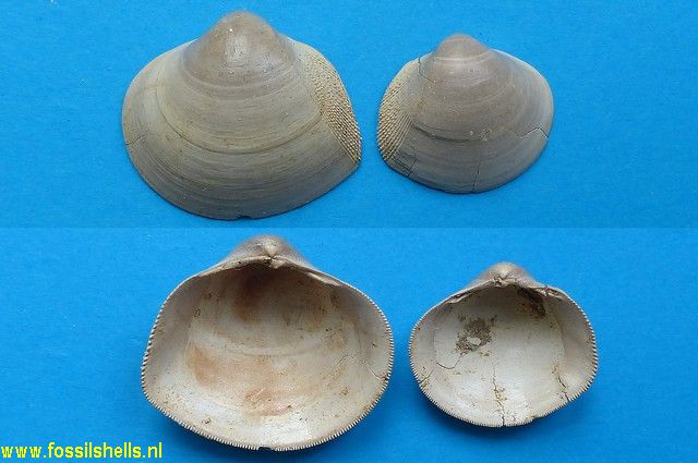 International Fossil Shell Museum - Foundation for the study of shells ...