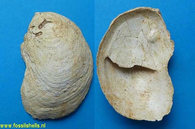 International Fossil Shell Museum - Foundation for the study of shells ...