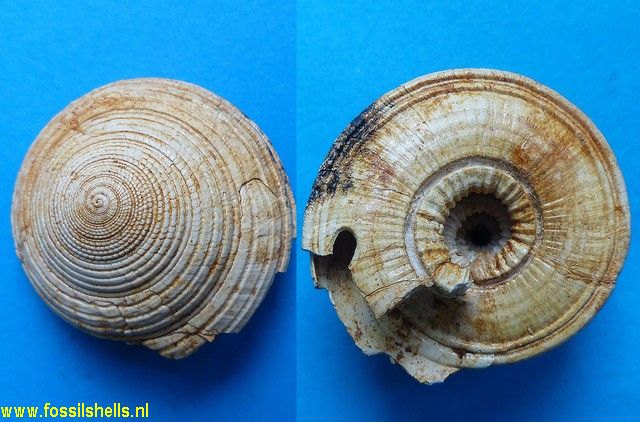 International Fossil Shell Museum - Foundation for the study of shells ...