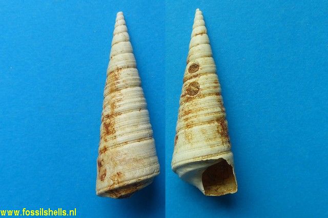 International Fossil Shell Museum - Foundation for the study of shells ...