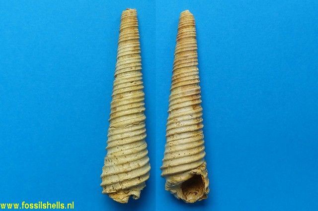 International Fossil Shell Museum - Foundation for the study of shells ...