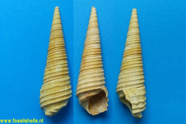 International Fossil Shell Museum - Foundation for the study of shells ...