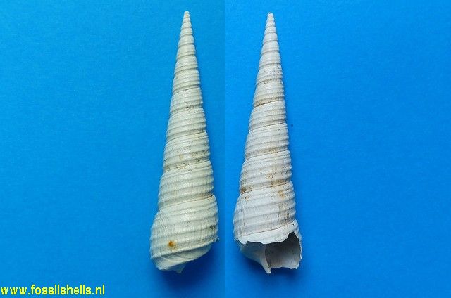 International Fossil Shell Museum - Foundation for the study of shells ...