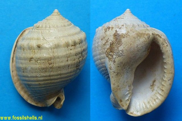 International Fossil Shell Museum - Foundation for the study of shells ...