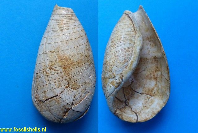 International Fossil Shell Museum - Foundation for the study of shells ...