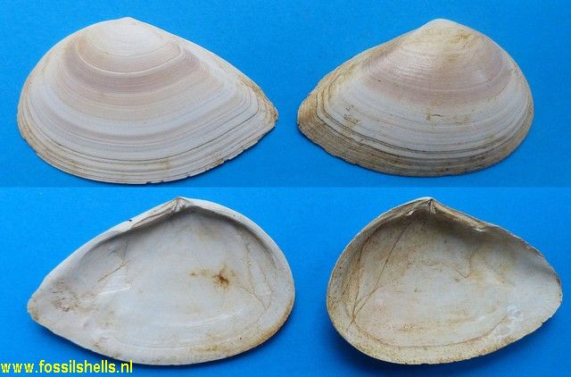 International Fossil Shell Museum - Foundation for the study of shells ...