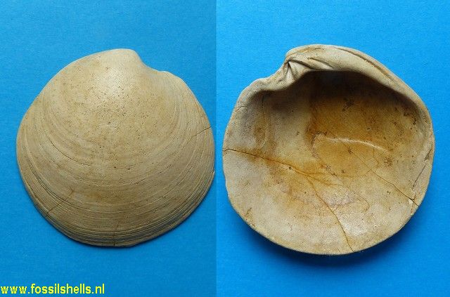 International Fossil Shell Museum - Foundation for the study of shells, fossil and recent