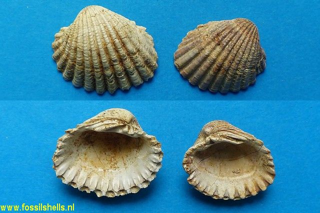 International Fossil Shell Museum - Foundation for the study of shells ...