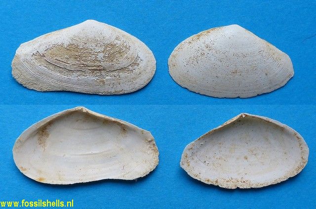 International Fossil Shell Museum - Foundation for the study of shells ...