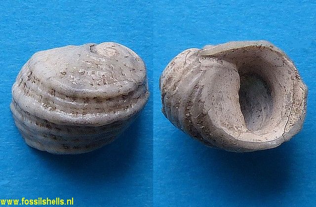 International Fossil Shell Museum - Foundation for the study of shells ...