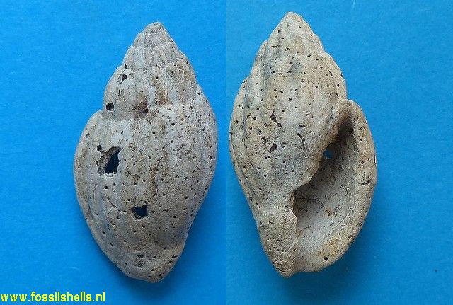 International Fossil Shell Museum - Foundation for the study of shells ...