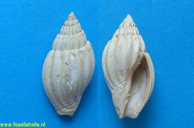 International Fossil Shell Museum - Foundation for the study of shells ...