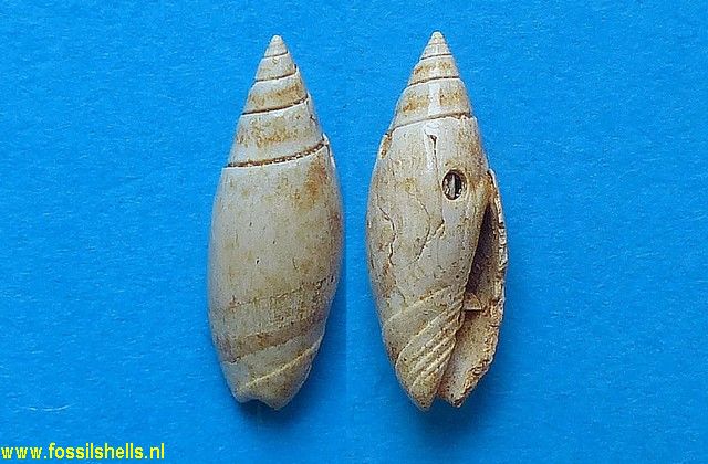 International Fossil Shell Museum - Foundation for the study of shells ...
